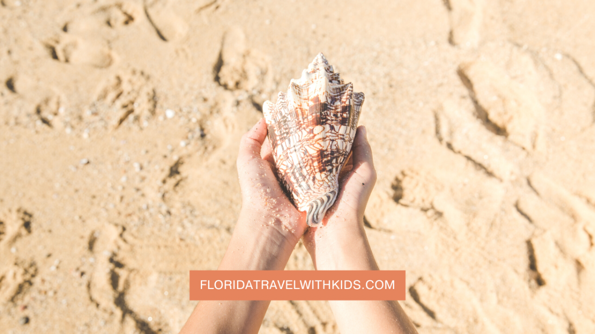 The Best Shelling Beaches in Florida