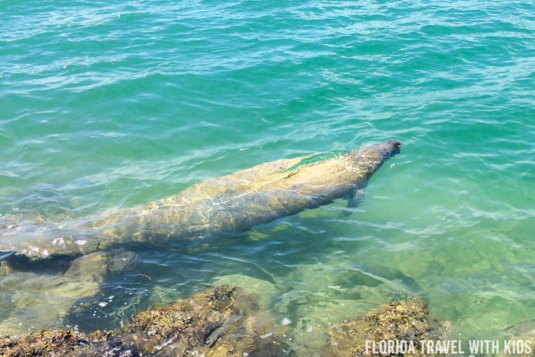 The 12 best places to see manatees in Florida