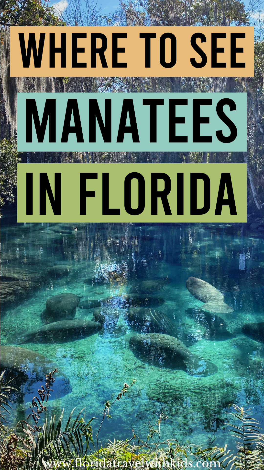 The 12 best places to see manatees in Florida