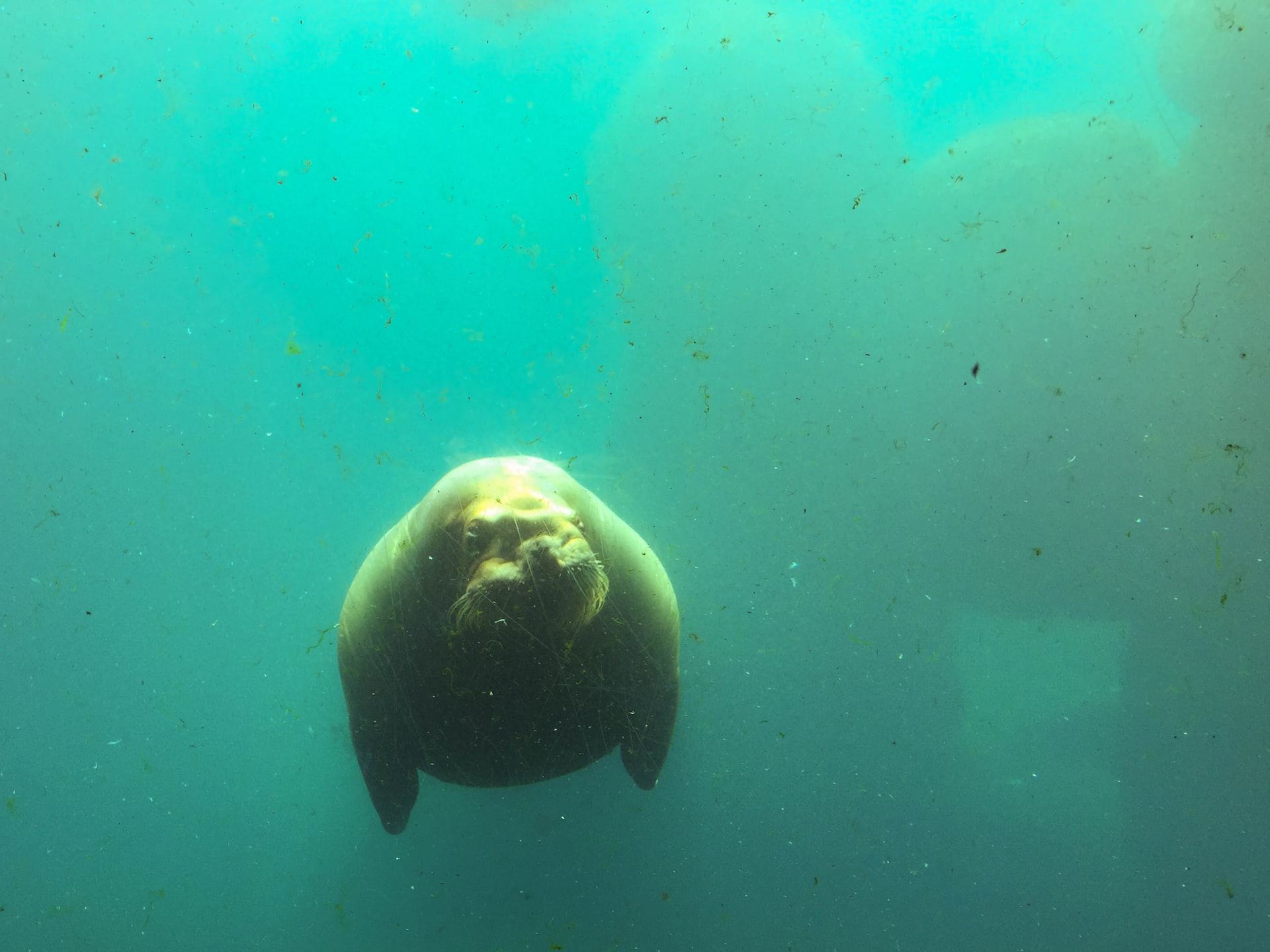 The 12 best places to see manatees in Florida