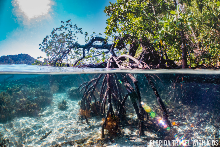 15 fantastic things to do in Siesta Key
