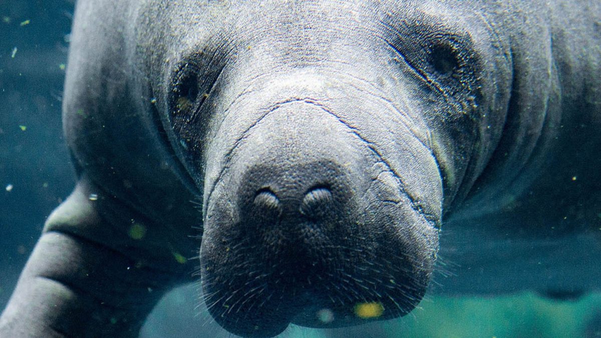 The 12 best places to see manatees in Florida