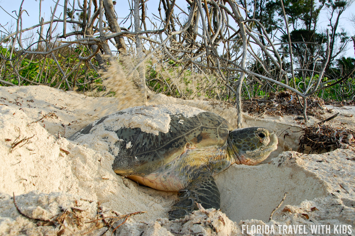 The 10 best places to see sea turtles in Florida