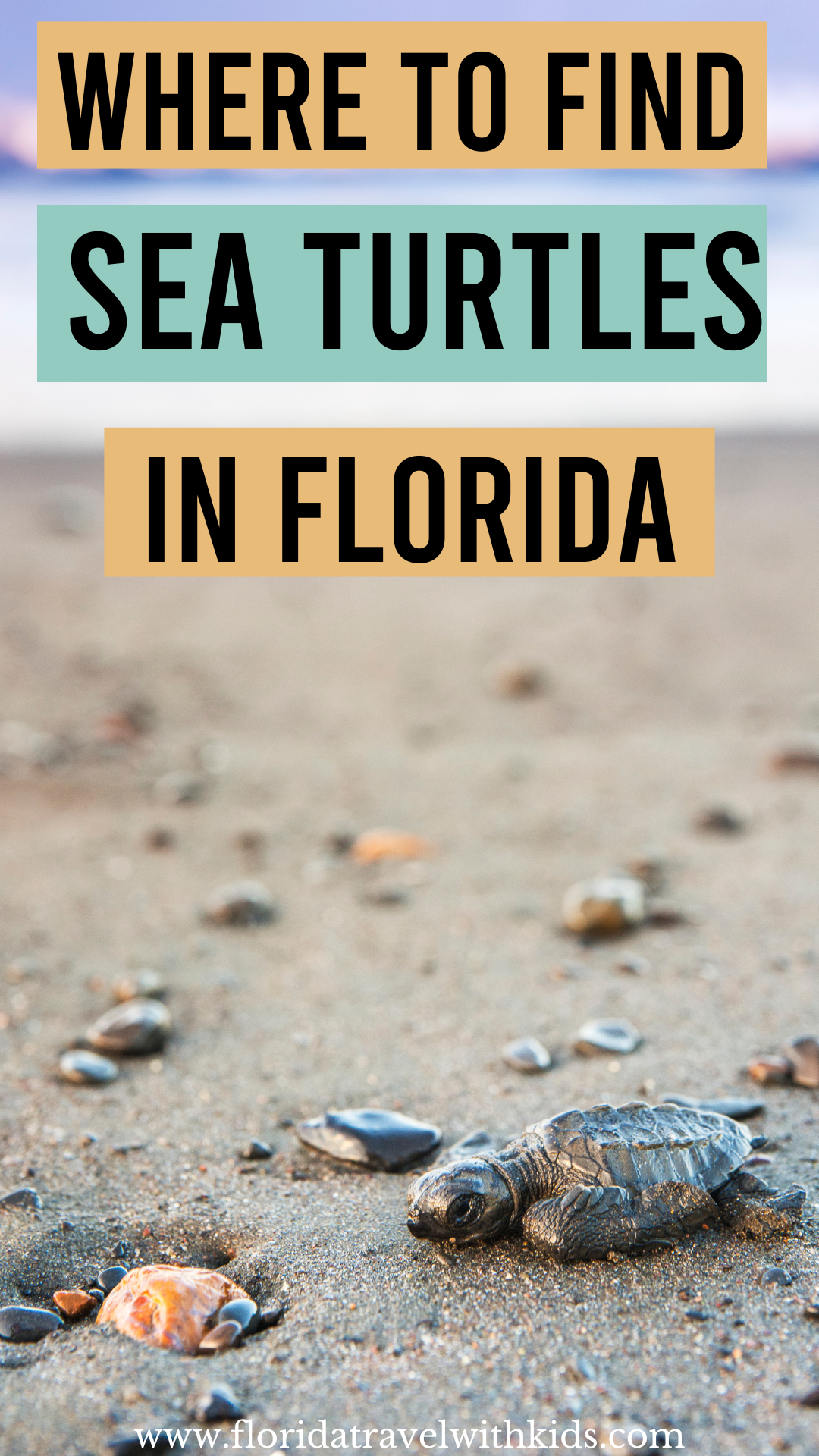 The 10 best places to see sea turtles in Florida