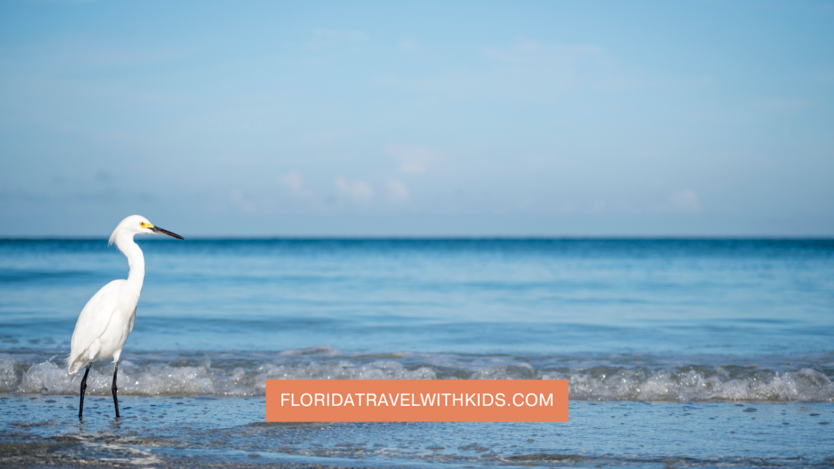 The ultimate list of Florida birds