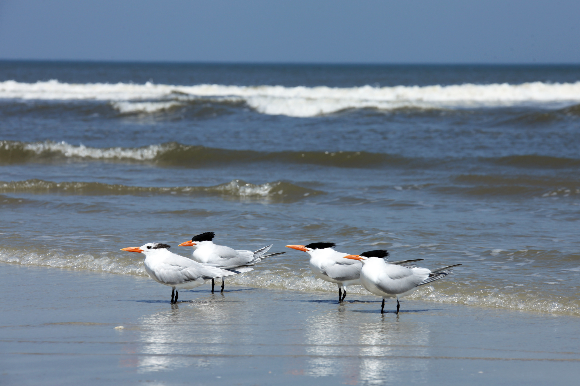 The ultimate list of Florida birds