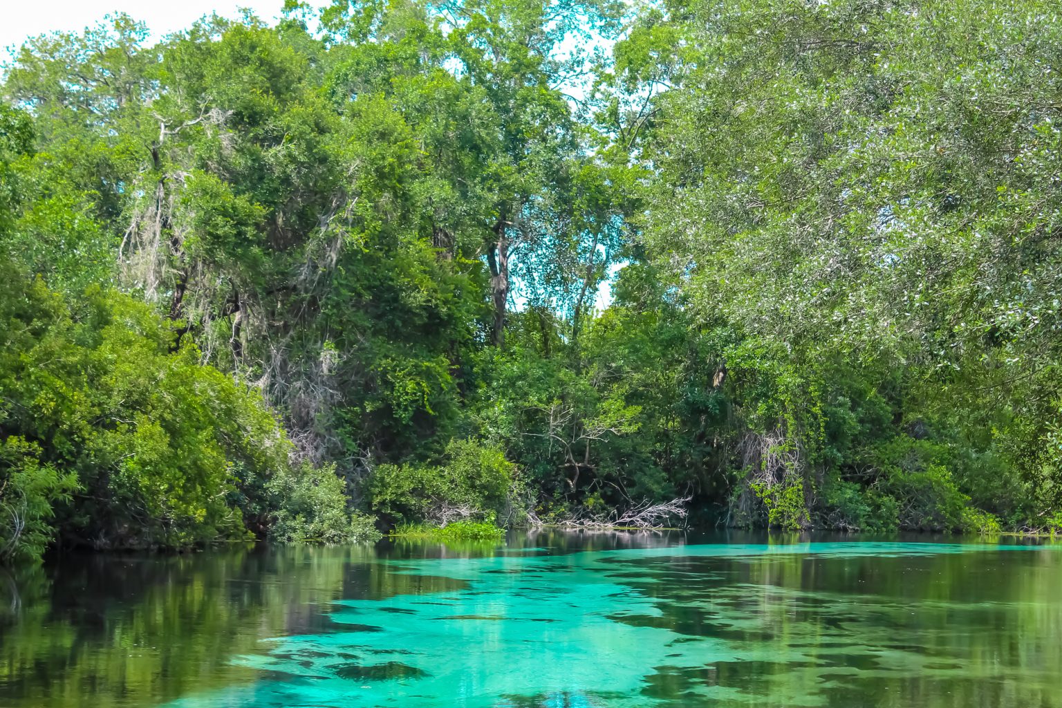 The 10 best springs in Florida to visit with kids
