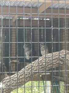 Visiting Peace River Wildlife Center in Punta Gorda