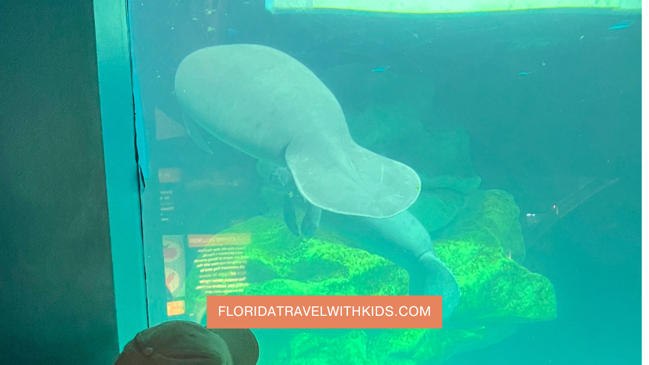 Manatees at Disney World: Seeing Manatees at EPCOT